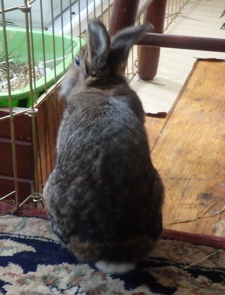 A classic pose – Jnana's Red Barn