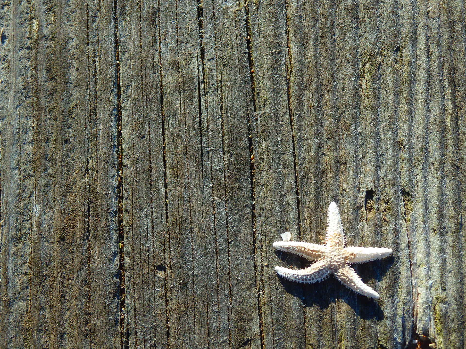 Sea star on deck – Jnana's Red Barn