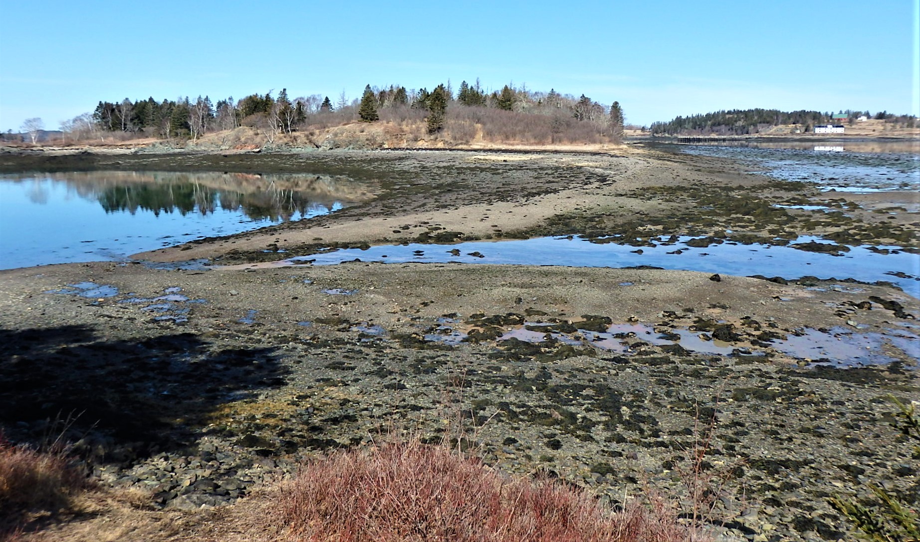 At low tide, you can walk out to Matthews Island – Jnana's Red Barn