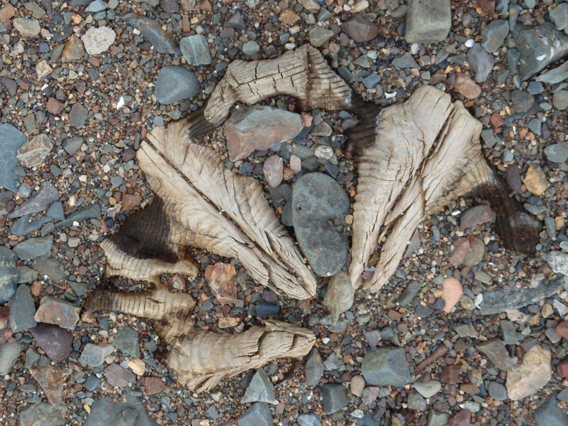 The common shipworm afflicts piers and pilings as well – Jnana's Red Barn