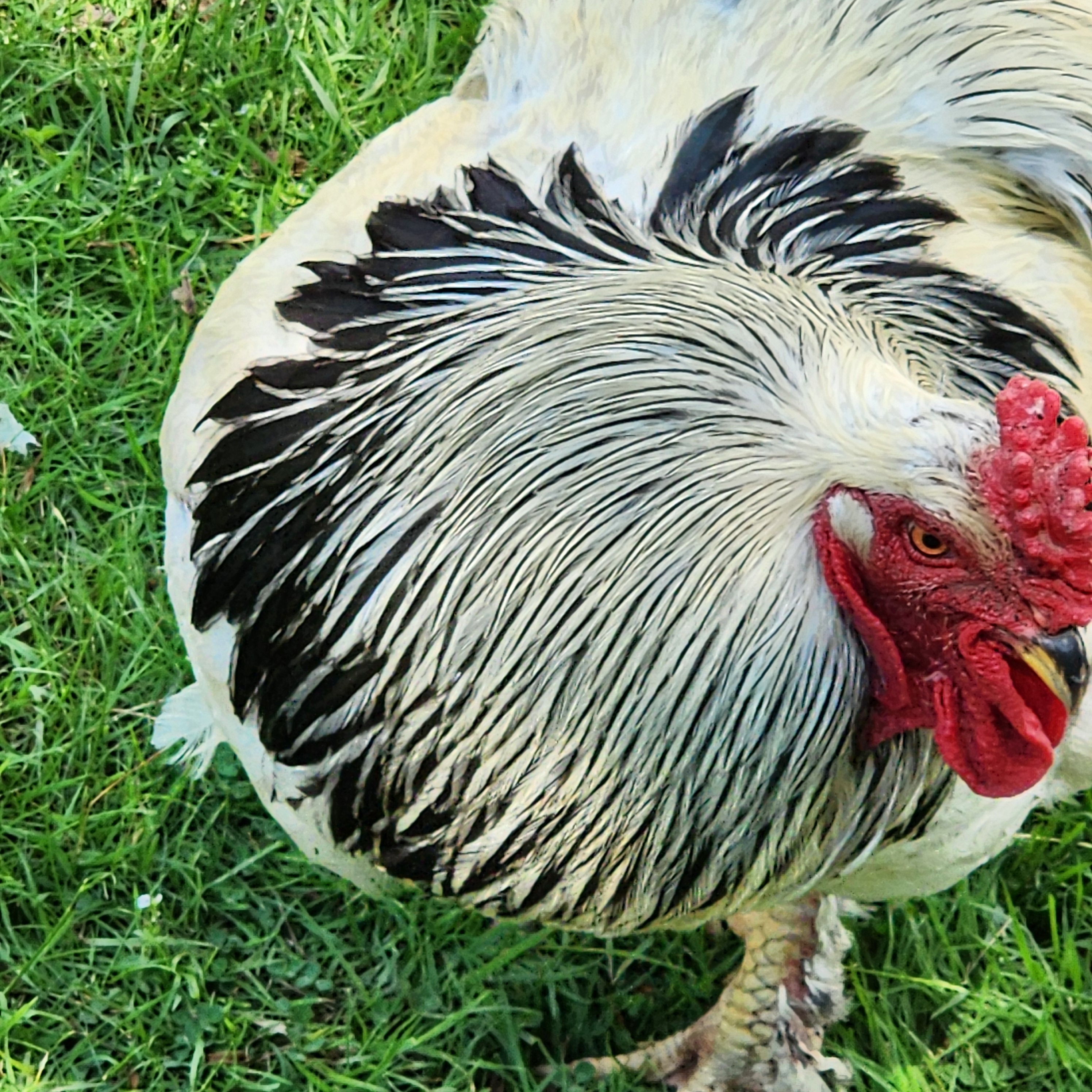 He’s rather cocky – Jnana's Red Barn