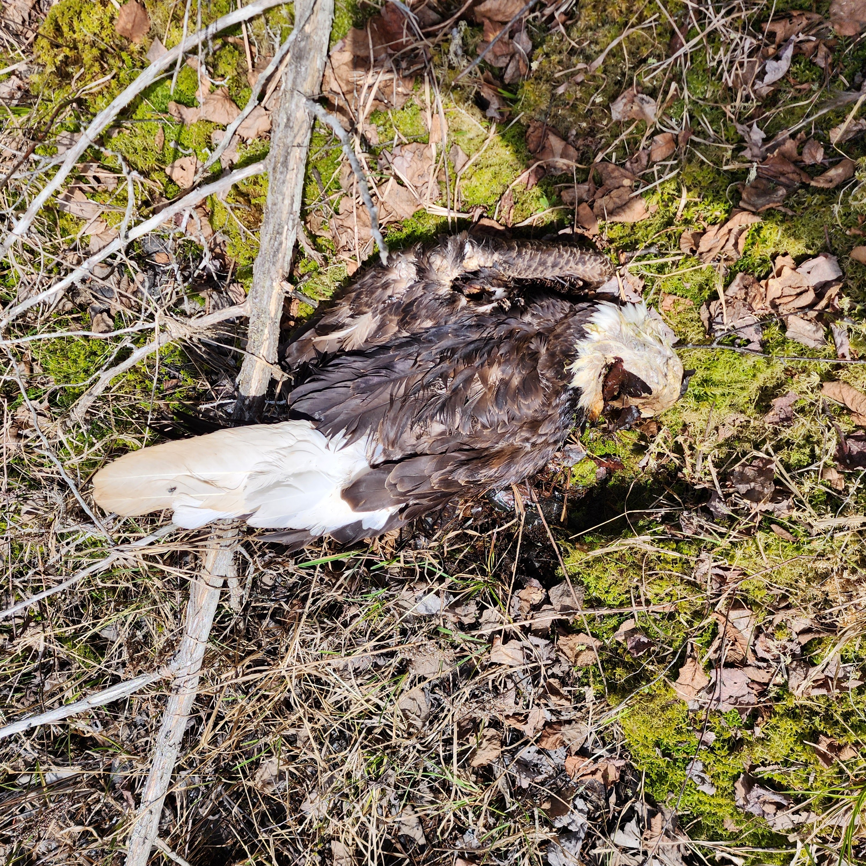 Fallen eagle – Jnana's Red Barn
