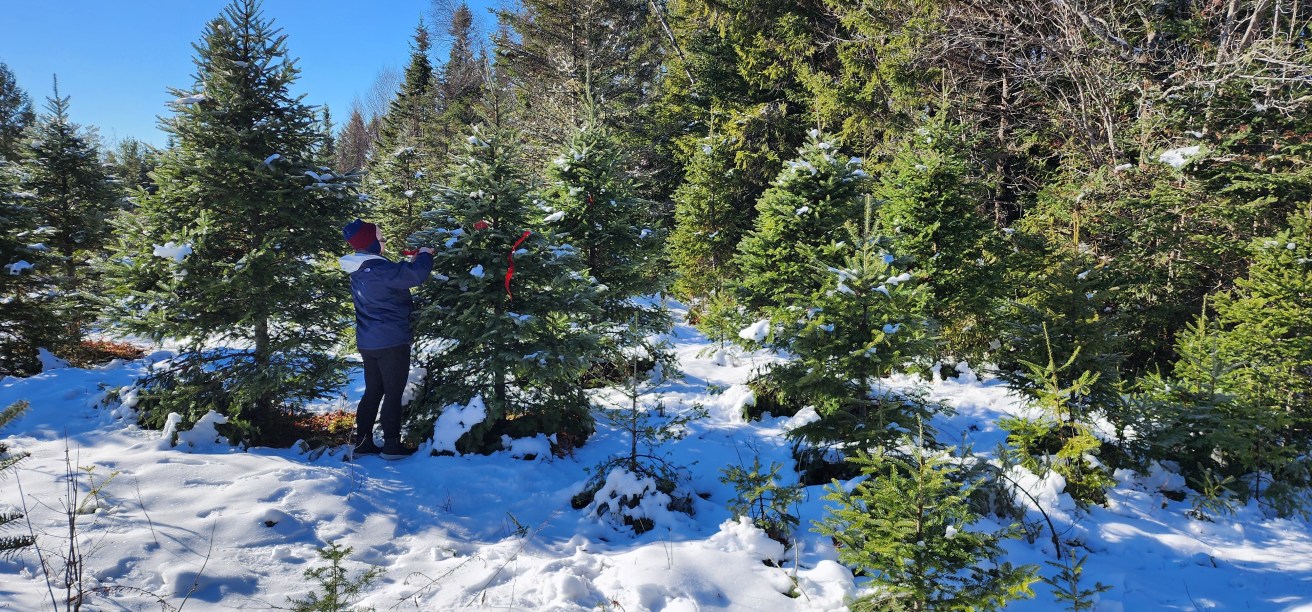 Tagging a tree – Jnana's Red Barn